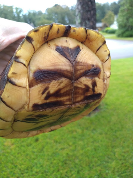 Box Turtles & Gopher Tortoises | J. D. Porter